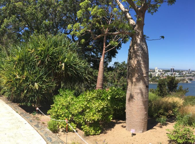 Perth: Final two sketching days - Liz Steel : Liz Steel