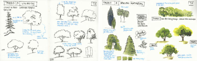 Tree research - Liz Steel : Liz Steel