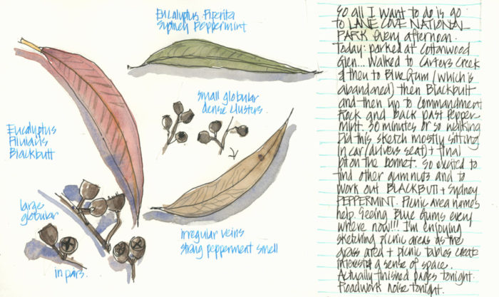 Australian Natives Identification: Collection 1 - Liz Steel : Liz Steel