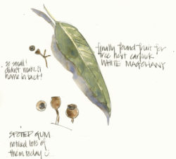 Australian Natives Identification: Collection 1 - Liz Steel : Liz Steel