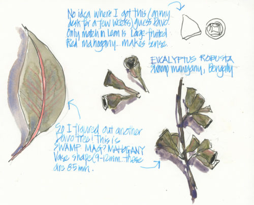 Australian Natives Identification: Collection 1 - Liz Steel : Liz Steel